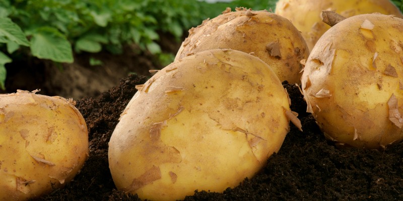 NEPG Expects a Record Harvest in North-Western Europe – Potato Business
