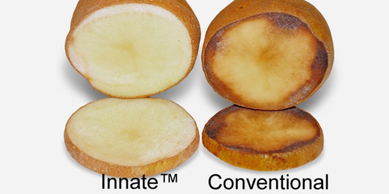 Simplot Innate Potato Varieties are approved in Canada – Potato Business