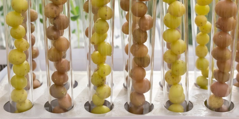 Potato DNA Markers Could Keep Potatoes Fresher for Longer – Potato Business