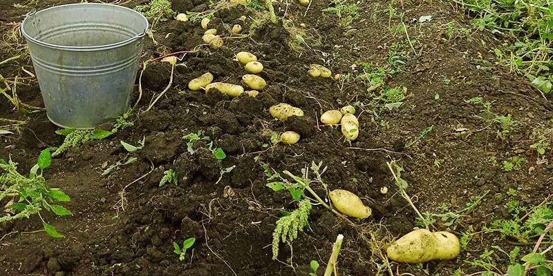 500 Tonnes of Certified Seed Potatoes Will be Sent to Ukraine – Potato ...