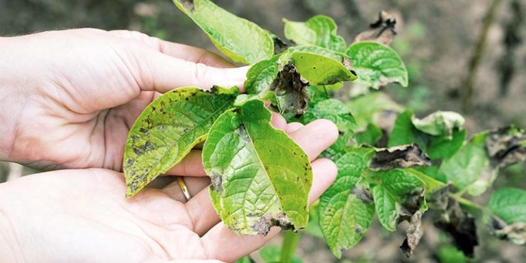 Blight Alert Issued for Irish Potato Regions as Spray Opportunities ...
