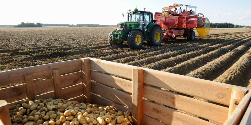 The 2024 French Potato Harvest Could Be the Highest in 30 Years ...