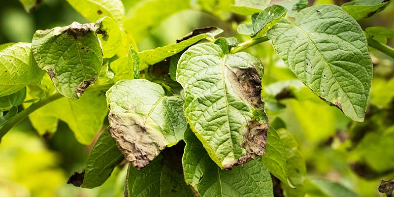‘Late blight’ Is Still the Biggest Threat to Irish Potato Crop – Potato ...