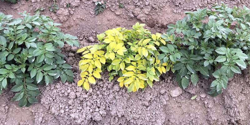 Novel Method to Detect PVY-Infected Potato Tested by UMaine’s ...