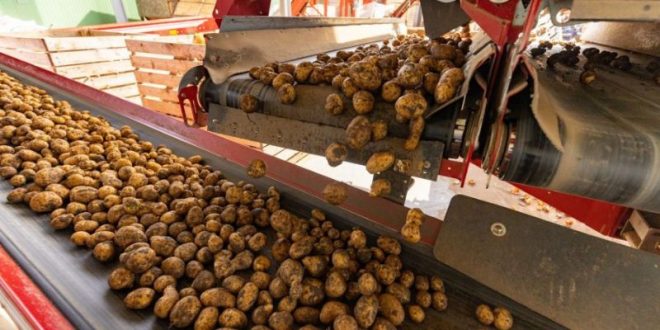 Handling Large Potato Quantities From the Storage to the Packaging Line ...