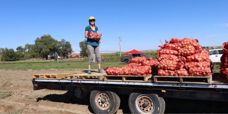 Annual Potato Harvest at UW R&E Center Benefits Food Bank of Wyoming ...
