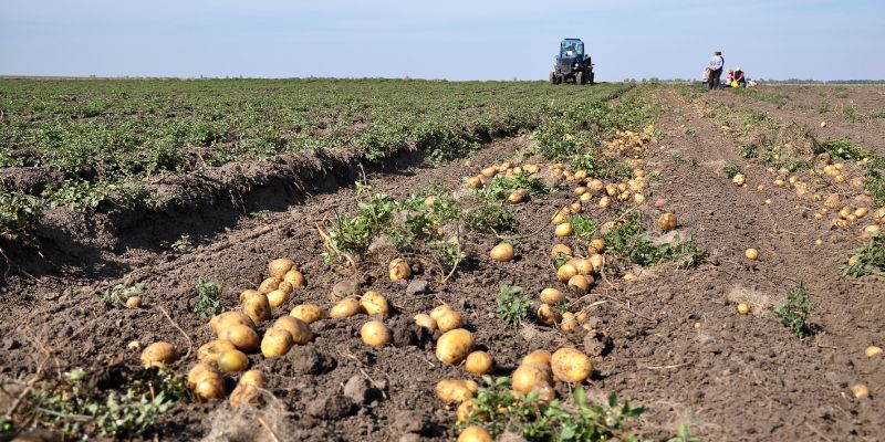Ukraine Has Been Receiving Large Shipments of Ware Potatoes – Potato ...