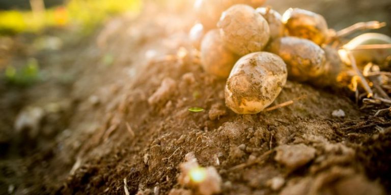 IFA: European Potato Gross Yields are Around or Slightly Below Average ...