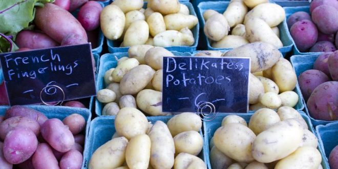 The Downward Trend for the Physical Potato Prices in Europe Has Started ...