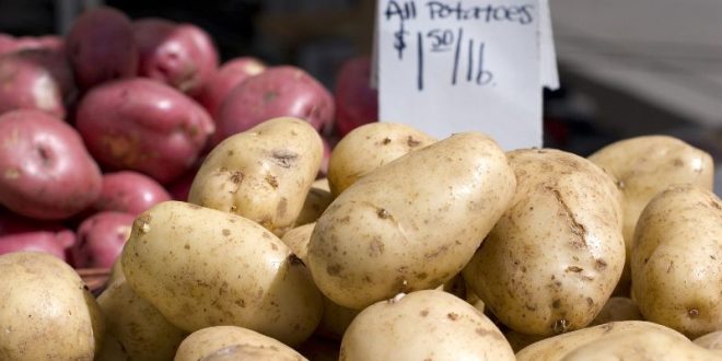 European Processing Potato Prices Continue to Decline – Potato Business