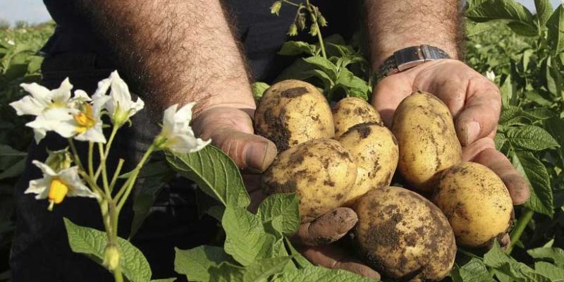 AHDB’s Storage Network Offers Support for Store Managers – Potato Business