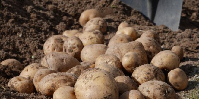 The Bulk of European Potato-producing Countries Enjoy Optimum Growth ...