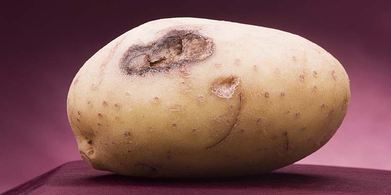 Early Seed Potato Harvest Raises Dry Rot Risk – Potato Business