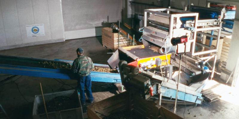 Raynbow: The Optical Sorter for Freshly Harvested Potatoes – Potato ...