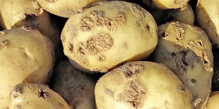 Potato Wart Detection Confirmed by The Canadian Food Inspection Agency ...