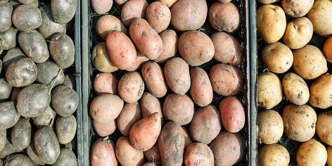 The European Potato Stocks Continue to Tighten – Potato Business