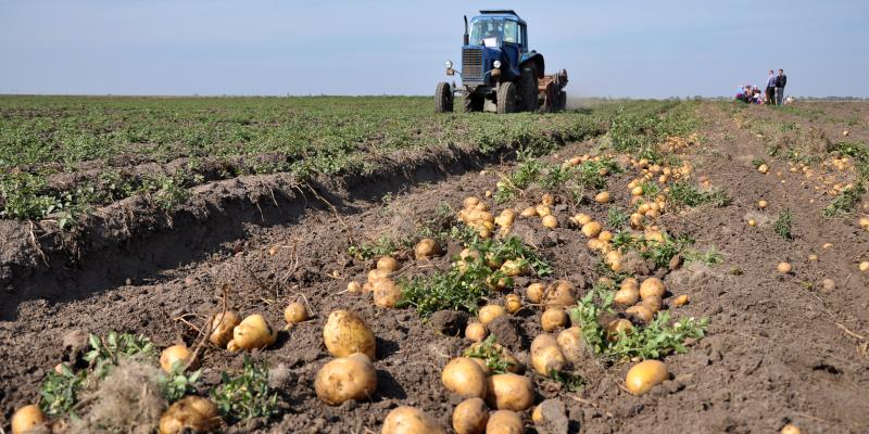Ukraine both Imports and Exports Potatoes During Harvesting – Potato ...