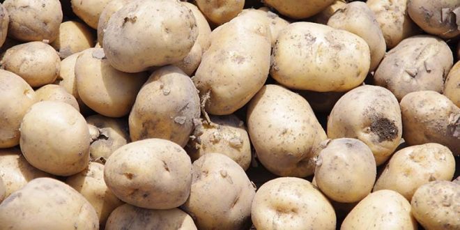 Import Permits for Seed Potatoes in Egypt Open for Limited Time ...