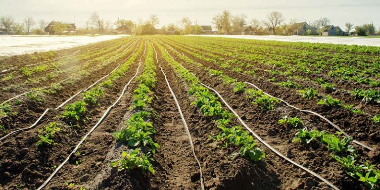 Table Potato Acreage in the Netherlands Hits 25-Year High – Potato Business
