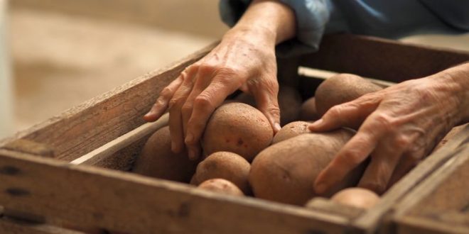 European Potato Growers Try to Avoid Storage Costs – Potato Business