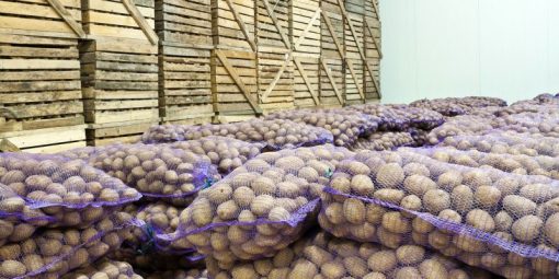 Potato Cold Storages: Key Challenges and Cost-Saving Solutions – Potato ...