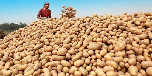 Valencia and Cartagena Potato Varieties are Now in Bangladesh – Potato ...
