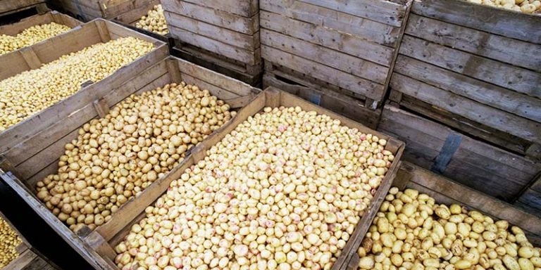 Pros and Cons of Bulk or Boxed Potato Storage – Potato Business
